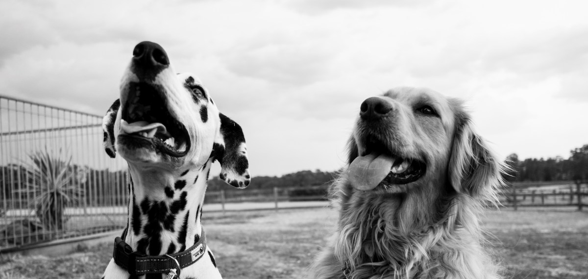 Heathcote Boarding Kennels – Where Dogs Rule!